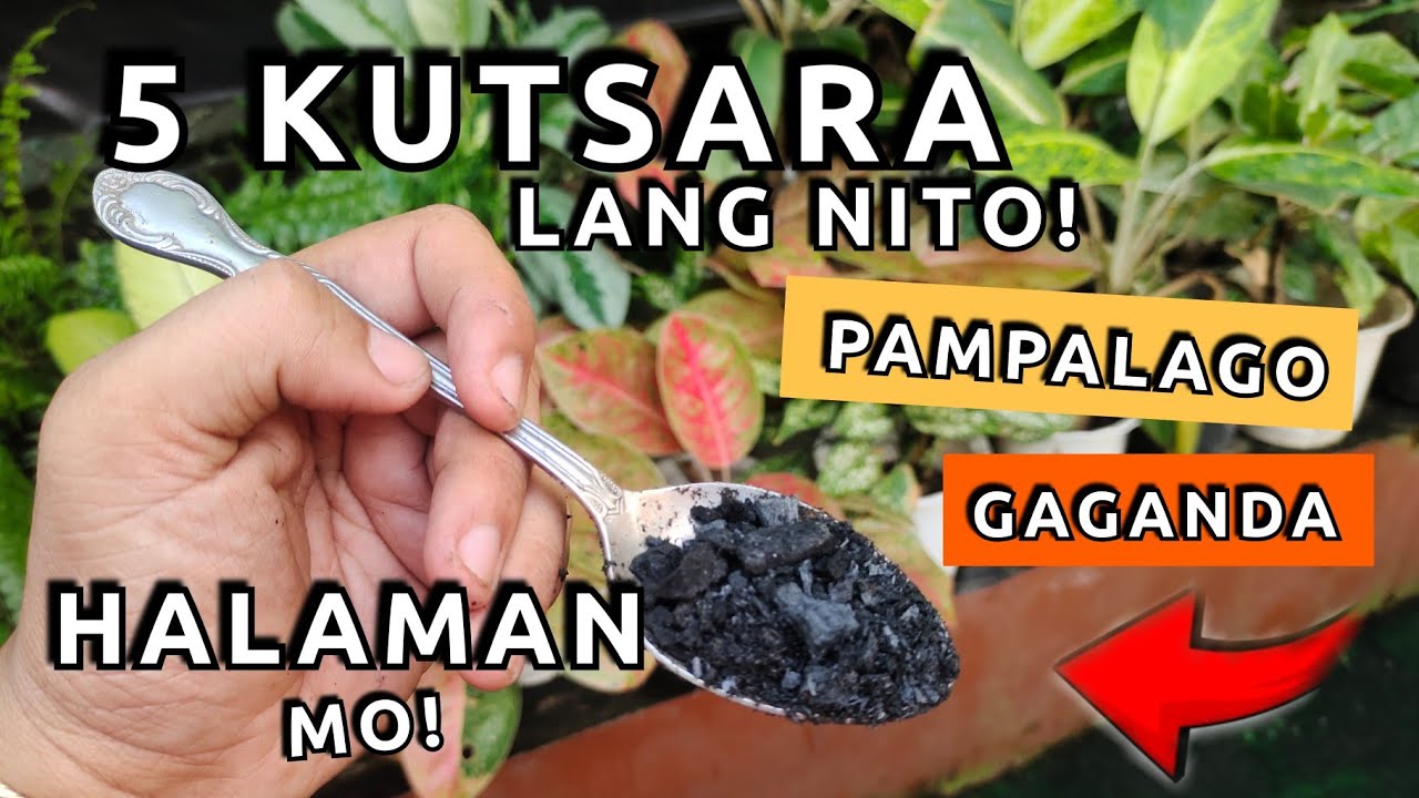 EFFECTIVE GARDEN TIPS PAMPALAGO, PAMPABULAKLAK, AT PAMPAGANDA NG ...