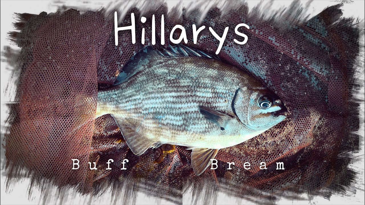 The first time fishing for Buff Bream at Hillarys with my mate｜全家釣魚總動員 ...