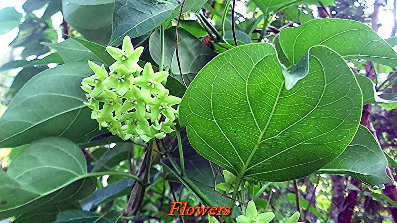 Wattakaka volubilis/Anguna /Thiththa anguna - YouTube