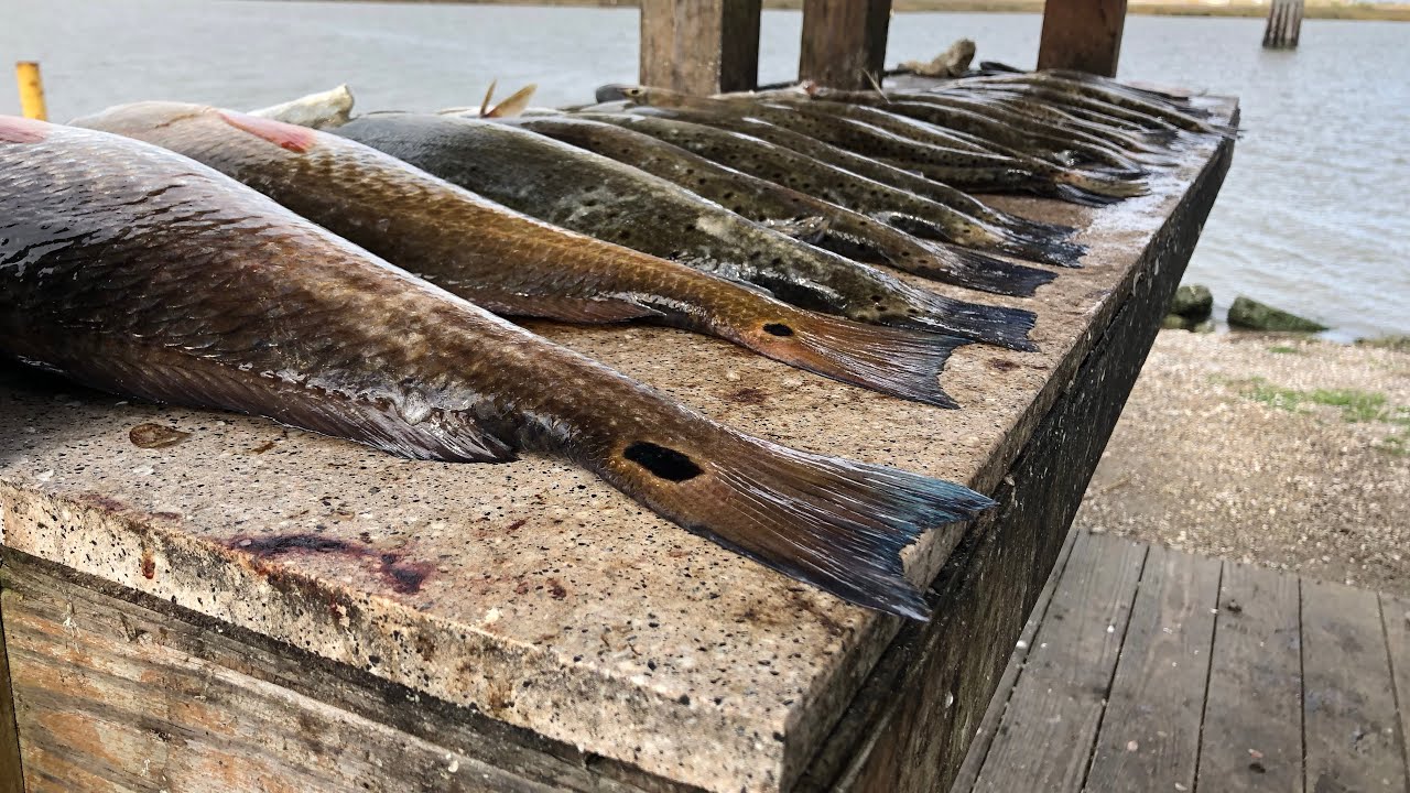 Swamp donkey charters - YouTube