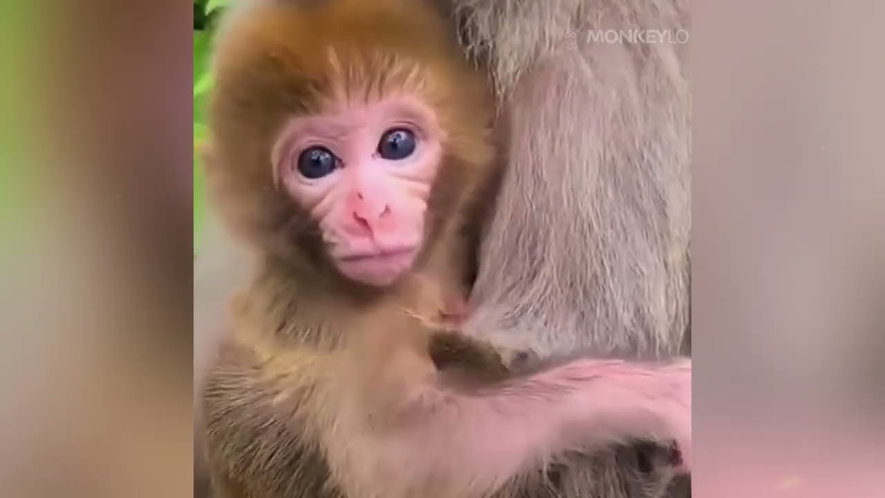 How MALE Monkeys Fight for Dominance from BABY to KING - YouTube