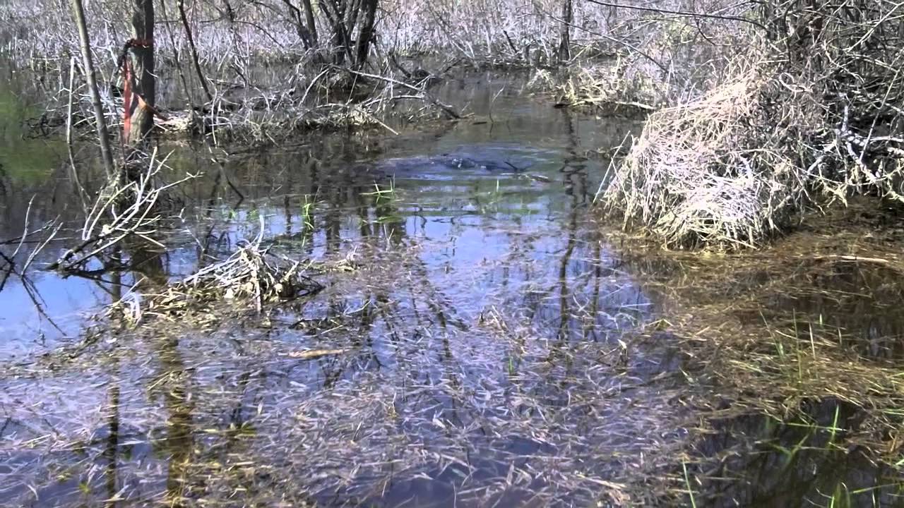 Backyard Carp Farm - YouTube