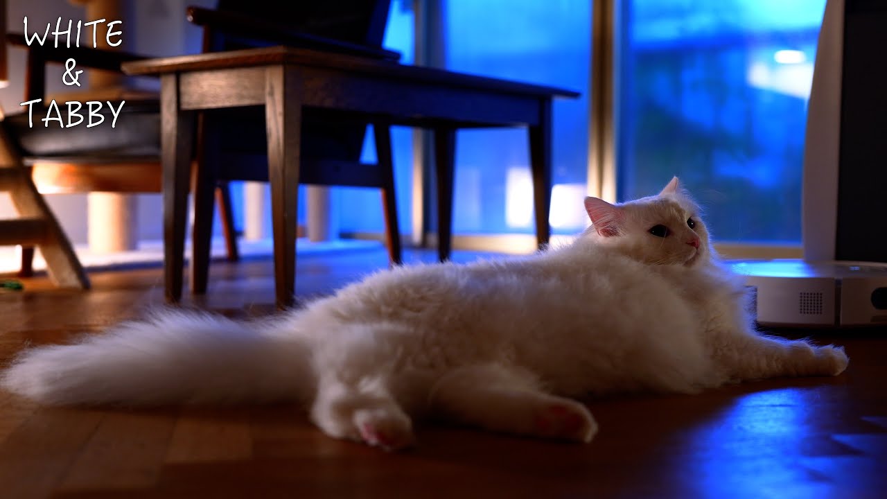 Awakening in Dawn Light- Fluffy Cats' Gentle Morning | 2-year-old ...