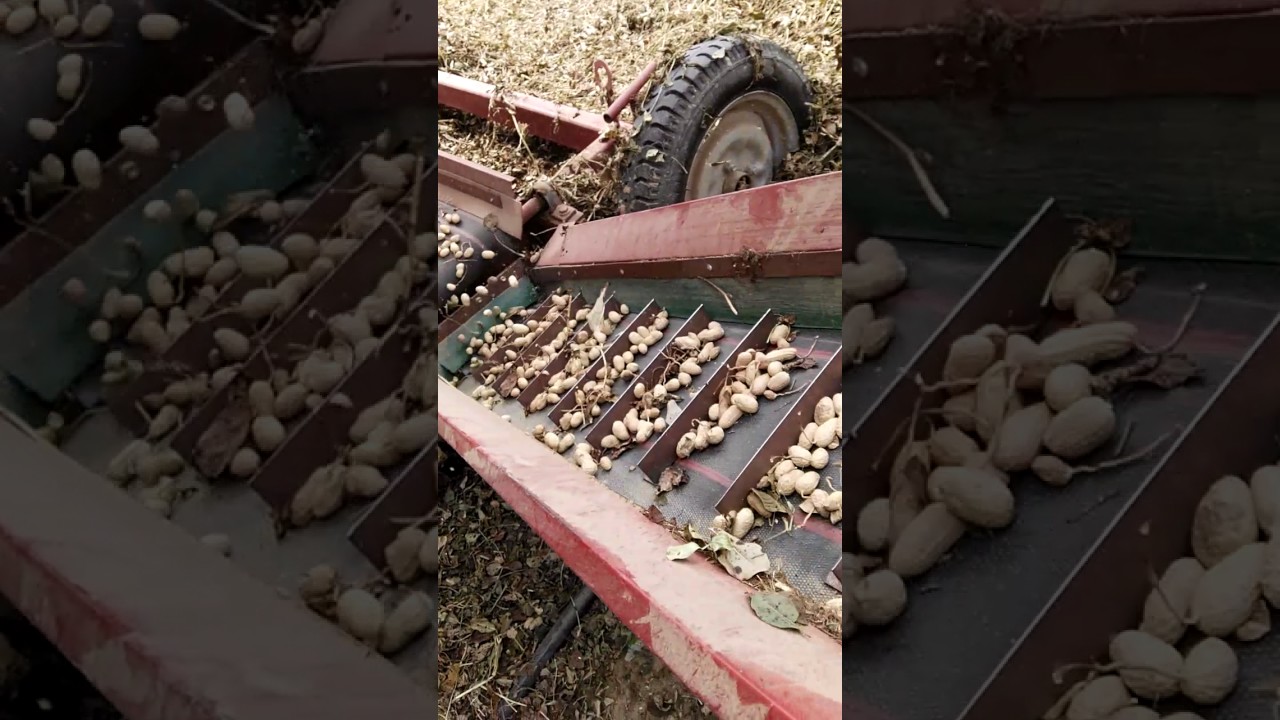 peanut picking machine - YouTube