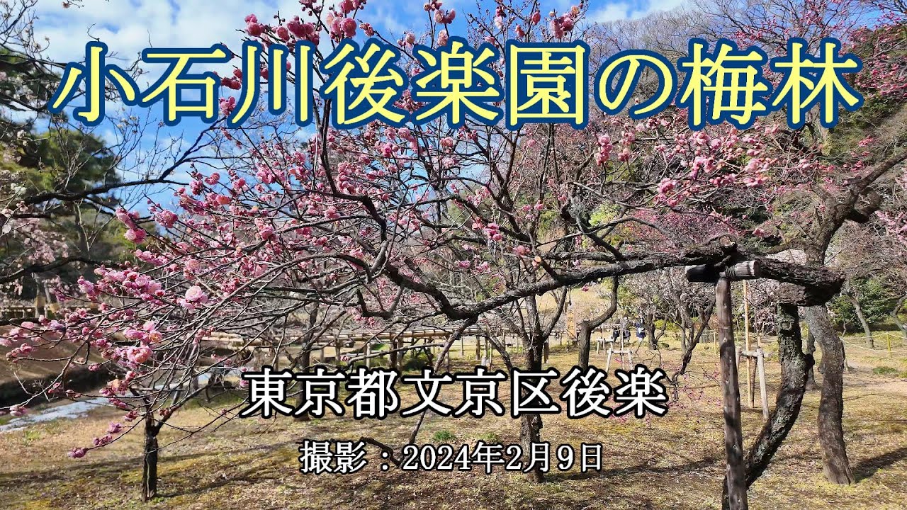 小石川後楽園の梅林 [4K] Japanese Apricot grove in Koishikawa Korakuen - YouTube