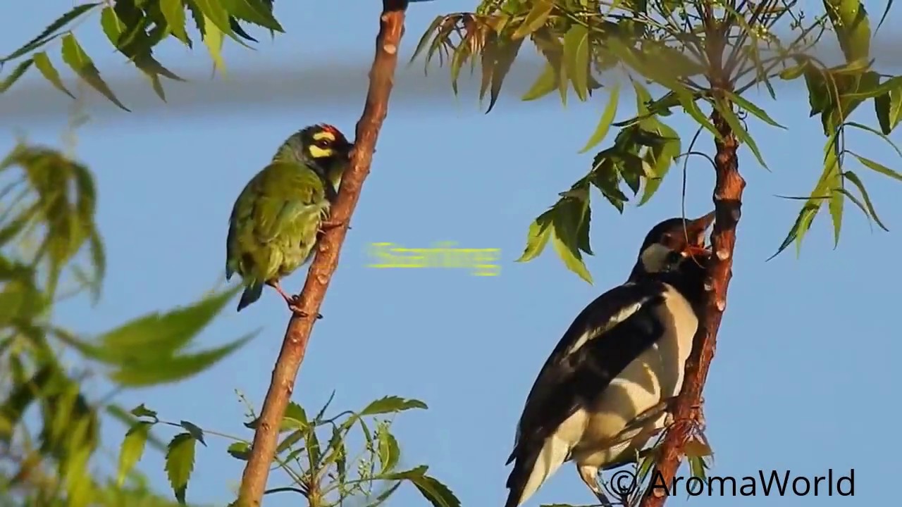 Bird Calls - Starling, Woodpecker, Coppersmith Barbet & Rufouse Treepie ...