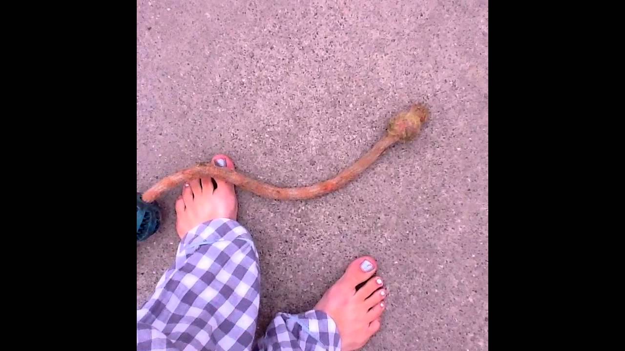 McNab Dogs Being Themselves - YouTube