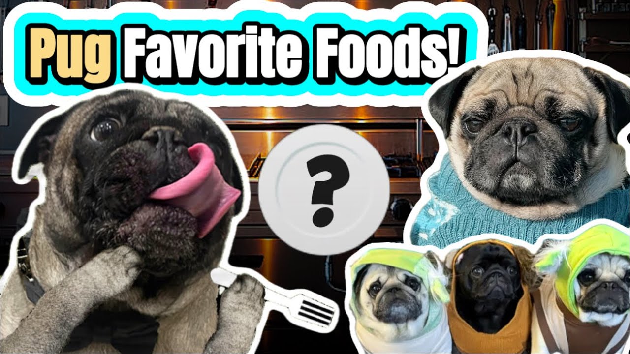 What is a Pugs Favorite Food? Cute Pugs Try Other Pugs Favorite Foods ...