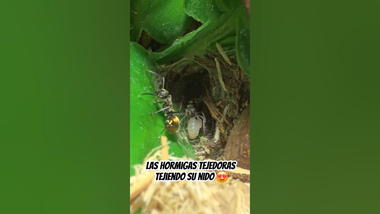 ¿Sabias que hay hormigas que tejen su nido con la seda de sus larvas ? - YouTube