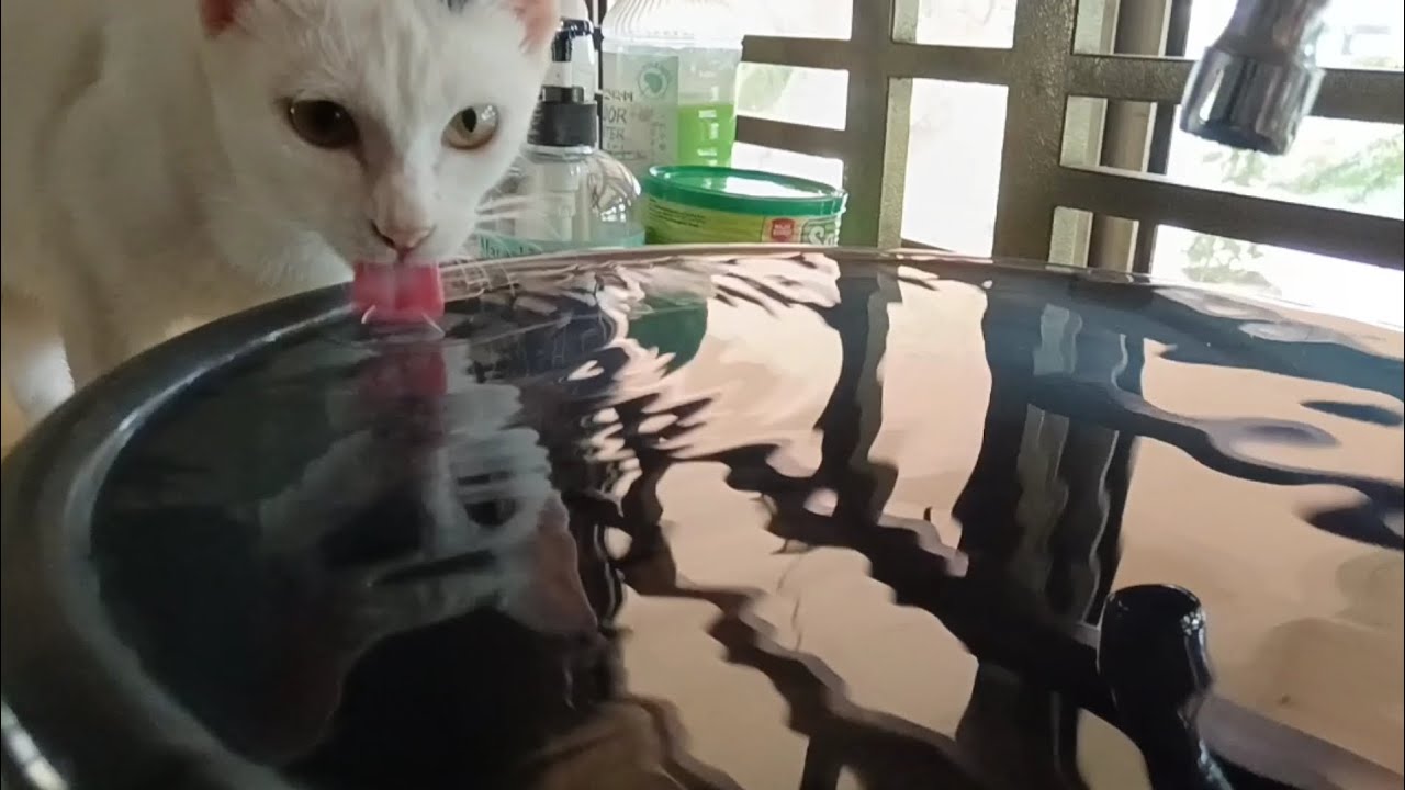 Kucing minum air apa tu? - YouTube