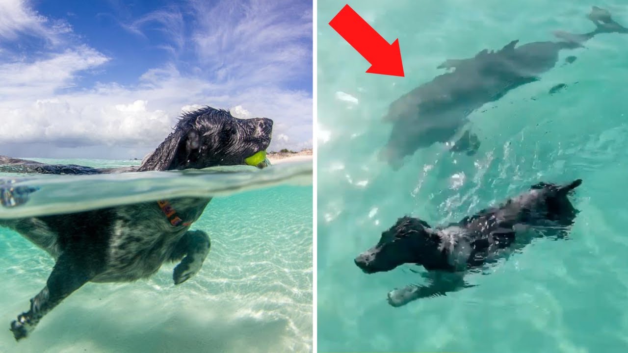 This BEAUTIFUL friendship between this Dog and Dolphin will MELT YOUR ...