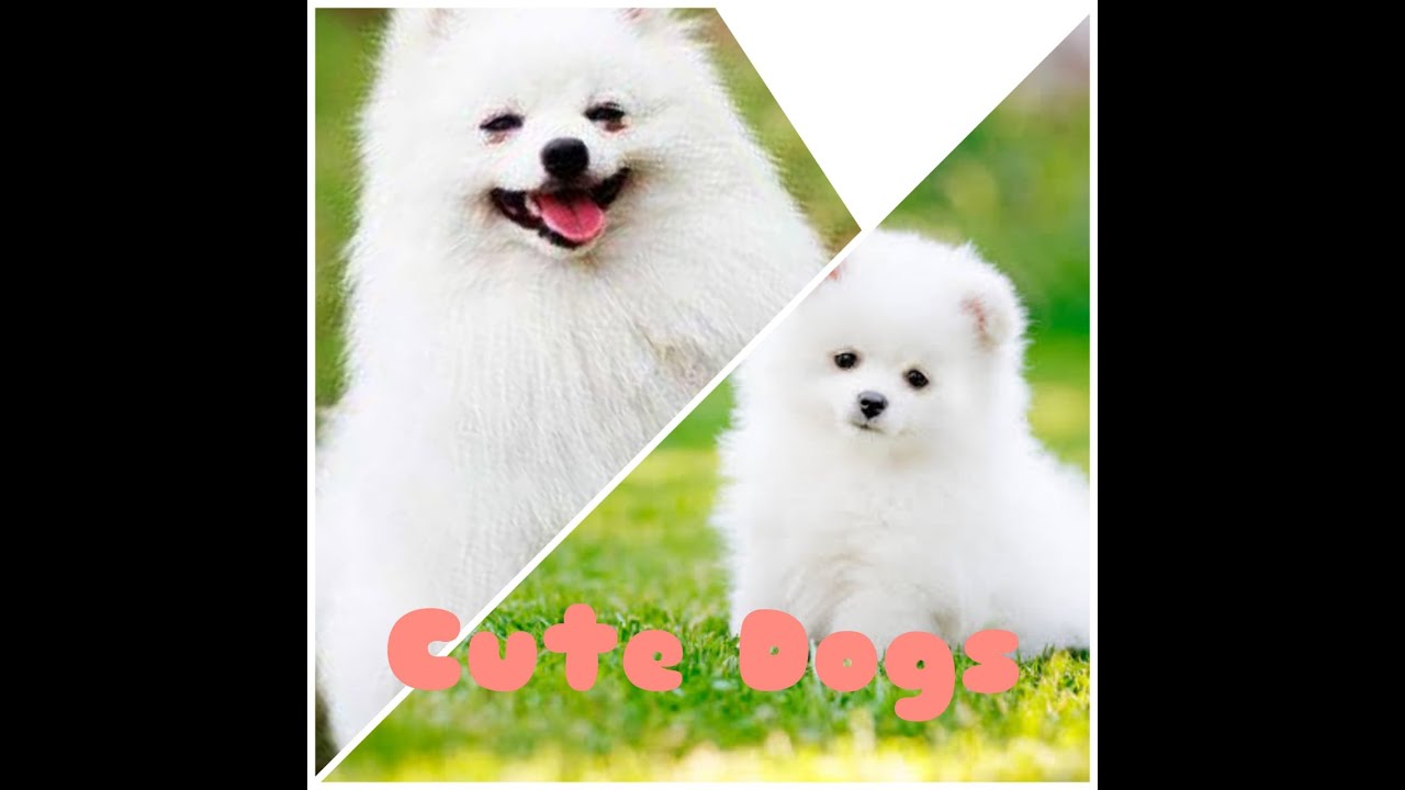 Cute Dogs and Puppies - Swaggy Dog - Swaggy Creatures - YouTube