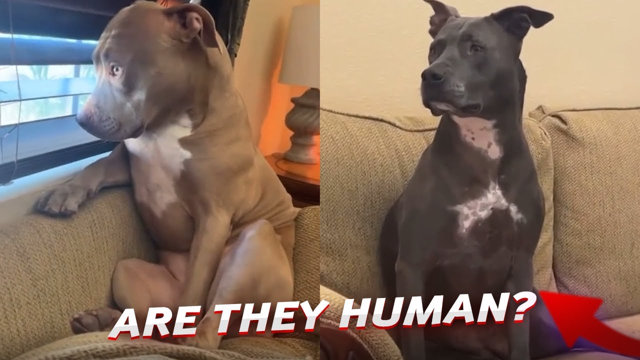 Dogs acting like humans - YouTube