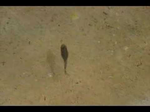 Guppy - Mosquito eater, malaria fighter - YouTube