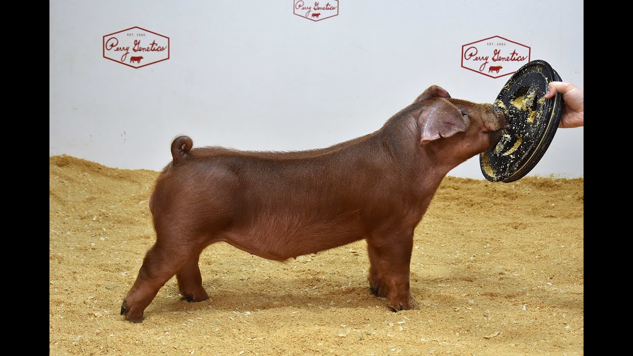 Lot 18: 1-3 Duroc Male - YouTube
