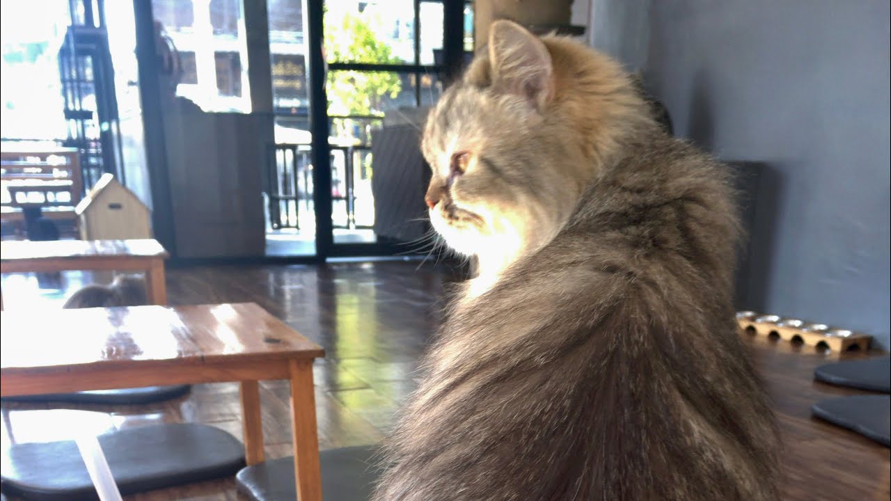 猫カフェ@チェンライ 【CAT 'n' A CUP】｜Cat Cafe@Chiang Rai｜Thai Views - YouTube