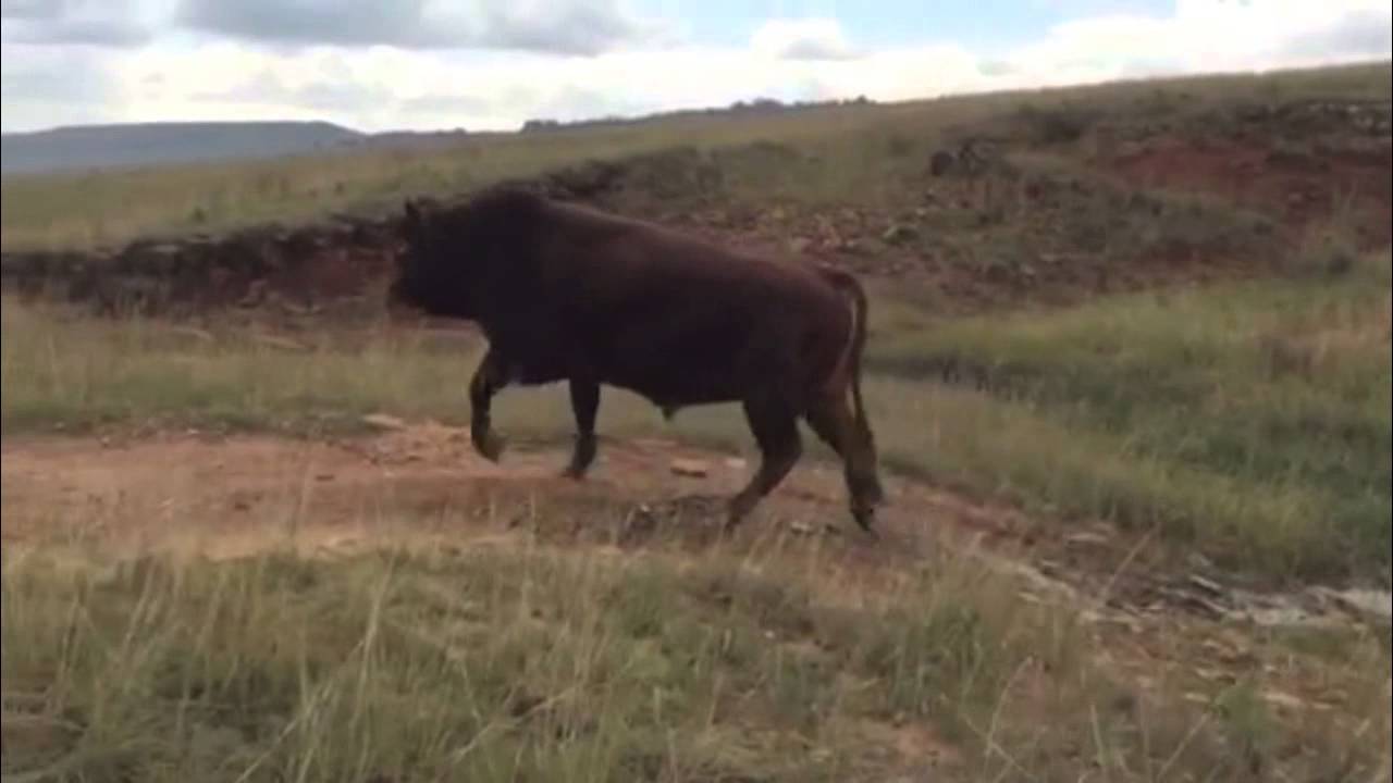 Country Trax Training Weekend - Amersfoort - YouTube