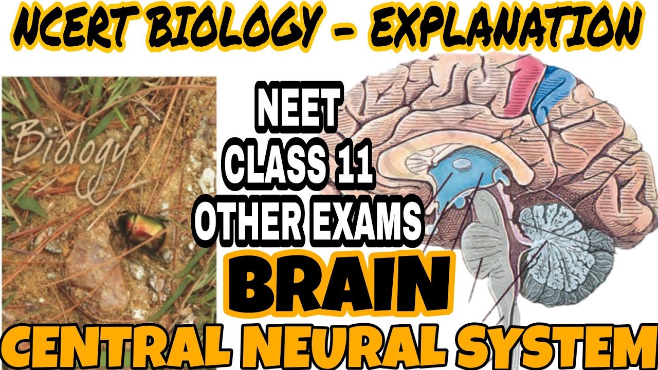 HUMAN BRAIN 🧠 NCERT BIOLOGY LINES EXPLAINED IN HINDI | NEET | CLASS 11 ...