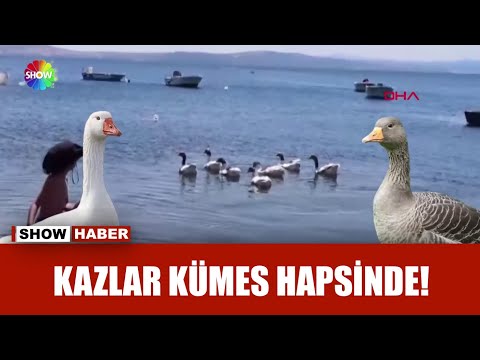 Denize giren kazlar şikâyet edildi