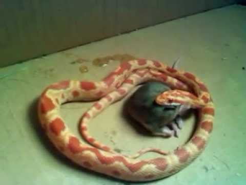 Red corn snake eating young mouse 10/9/11 - YouTube