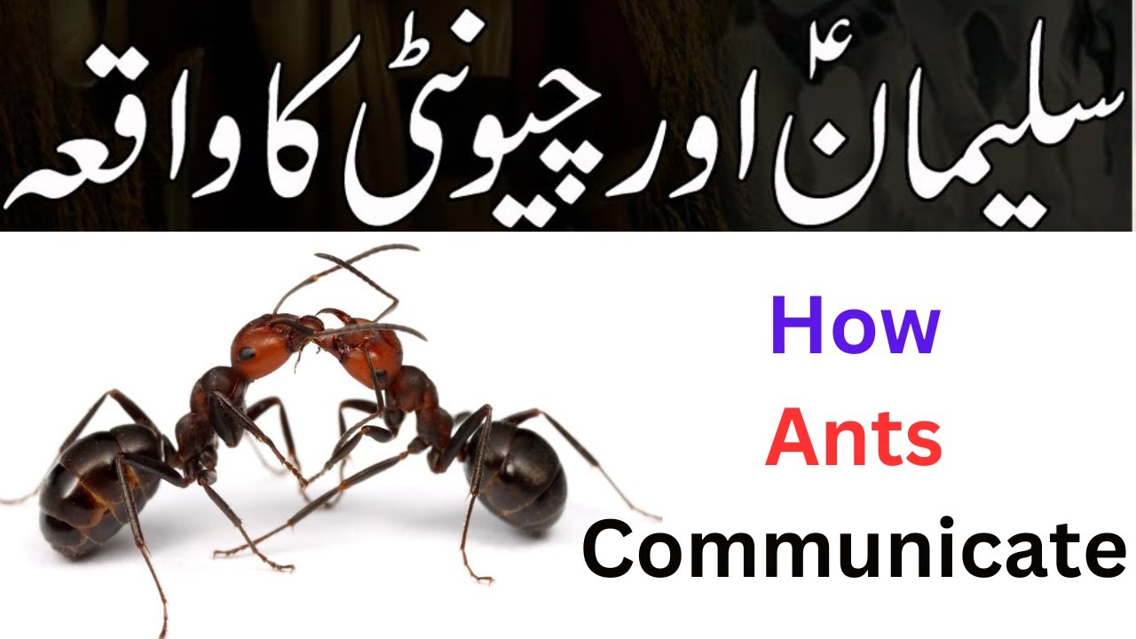 Ants Communication System Surah Namal In Quran - YouTube