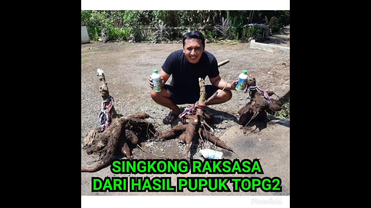 SINGKONG RAKSASA , HASIL PUPUK TOPG2 , Pemupukan Tidak Teratur Tapi ...