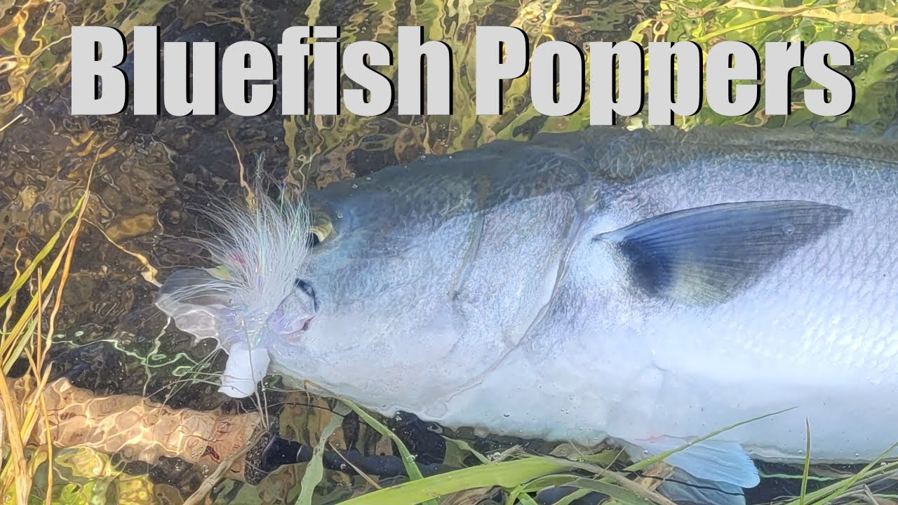 Tying Saltwater Flies for Bluefish, Weakfish & Striped Bass - Live ...