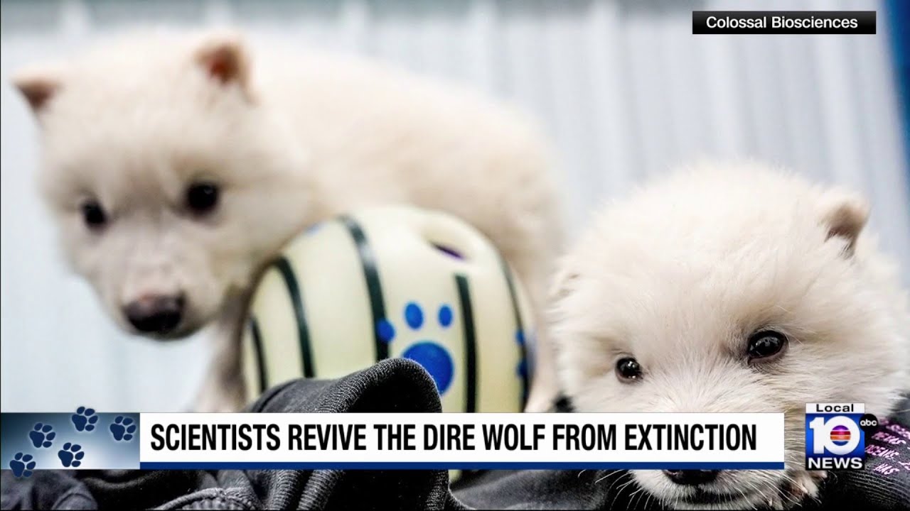 Ancient animal’s DNA helps it return from extinction - YouTube