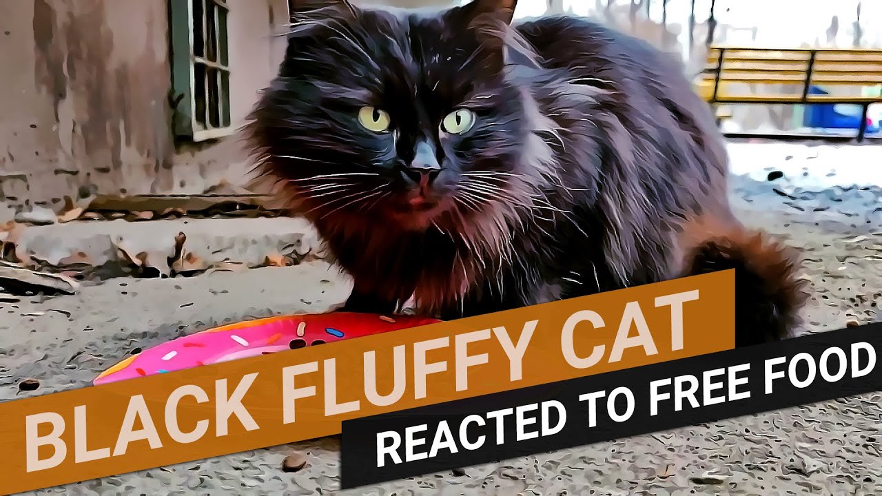 Black Fluffy Homeless Cat Reacted To Dry Cat Food - YouTube