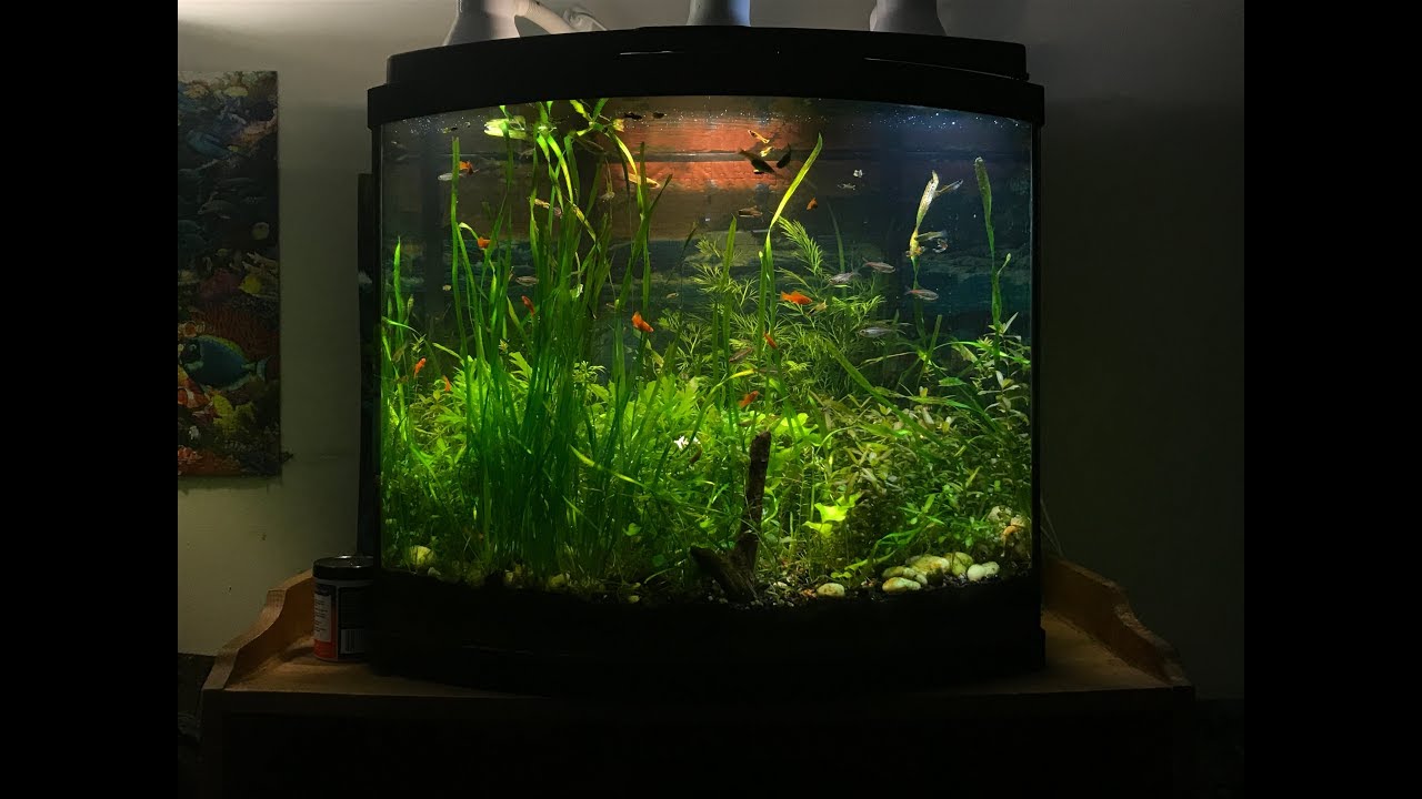 26 gallon bow front aquarium update + How I light my aquarium - YouTube