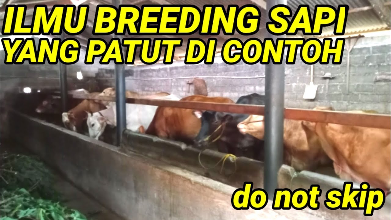 BREEDING SAPI AWAL MODAL 2 INDUKAN 10 TAHUN JADI INDUKAN 12 EKOR - YouTube