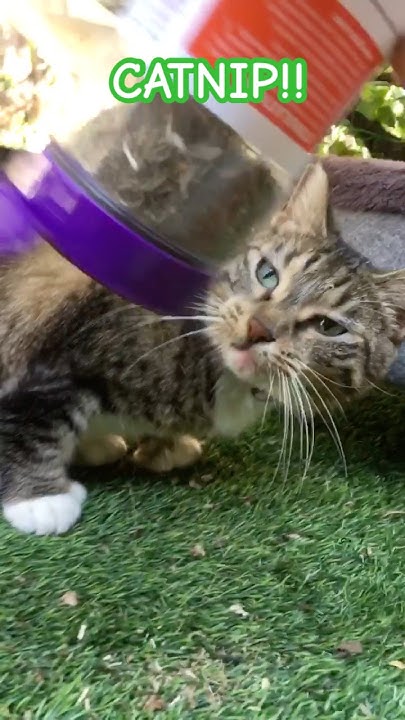 Cat Loses it Over SmartKat Catnip 😹 #cats #catnip #funnycats #catshorts #gocats #shortsfeed # ...