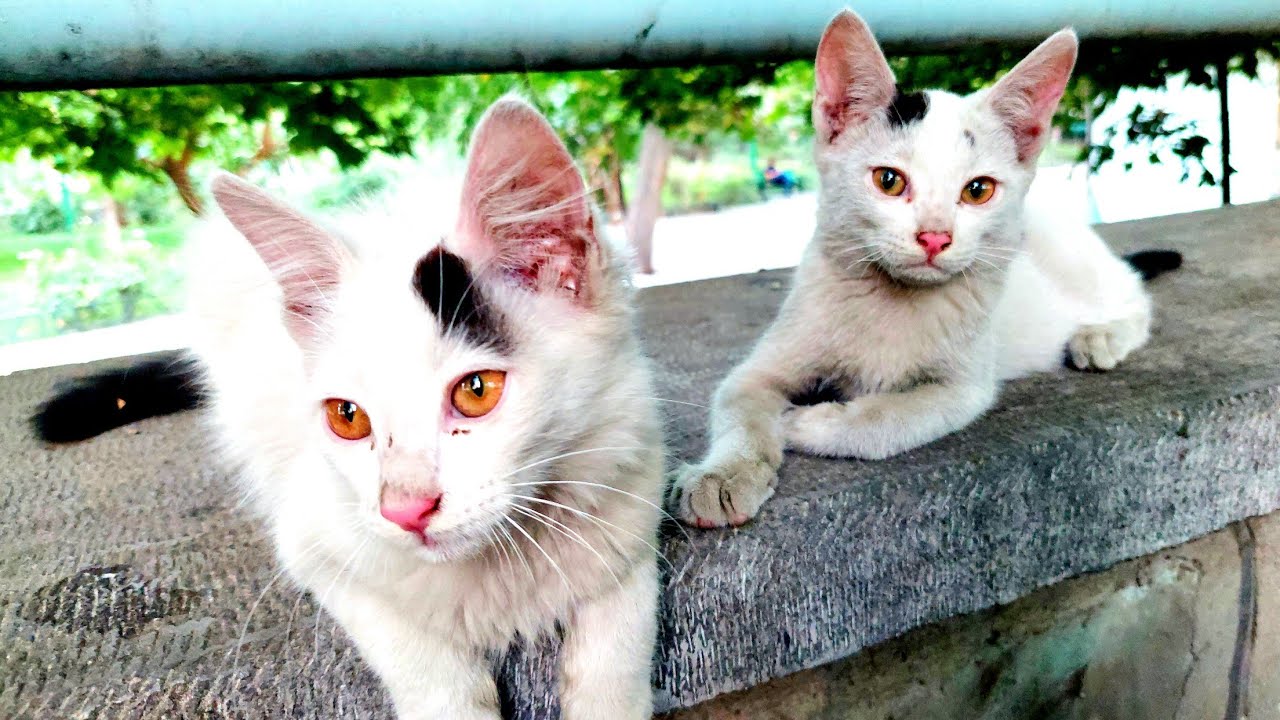two adorable poor kittens very hungry living in the street# ...