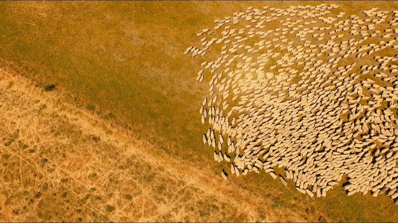 Antelliq - Intelligence connecting animals & people - YouTube
