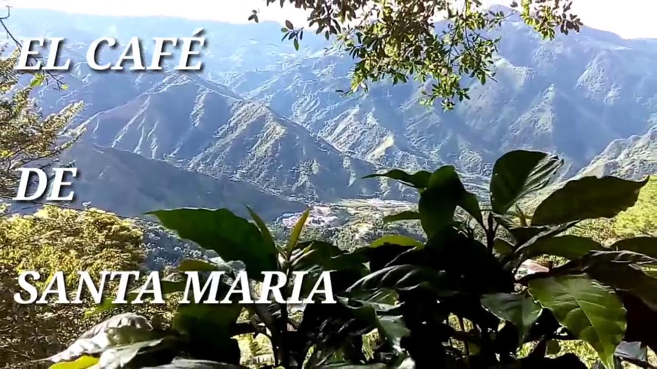 CALIDAD DEL CAFE DE SANTA MARIA - YouTube