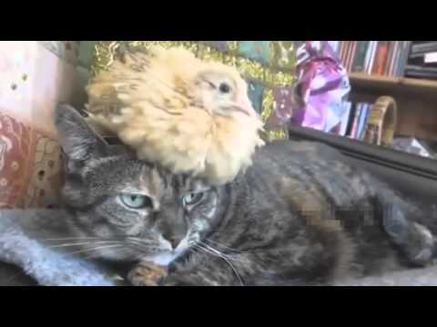 Cat and Chick / Kedi ve Civciv :)