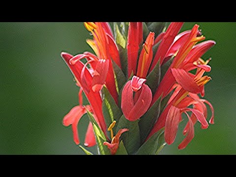 Jacobina.Justicia brasiliana/ Mexican Honeysouckle .Brazilian plum ...