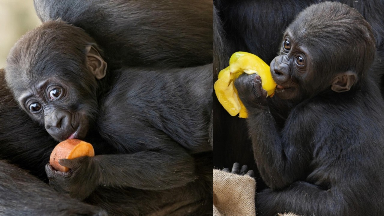 Baby Gorilla Jabari Discovers Carrots for the First Time! - YouTube