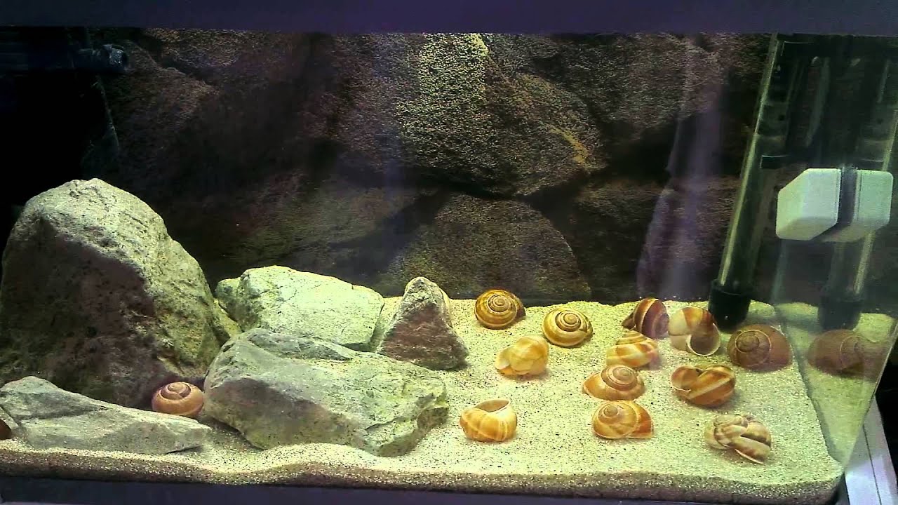 Shell dweller tank nearly there :-) - YouTube