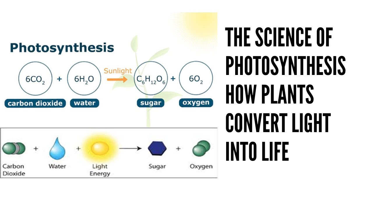 The Science of Photosynthesis How Plants Convert Light into Life - YouTube
