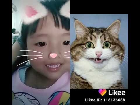 Meong lucu - YouTube