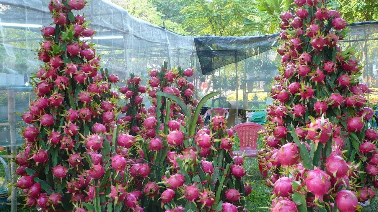 cultivo da pitaya - YouTube