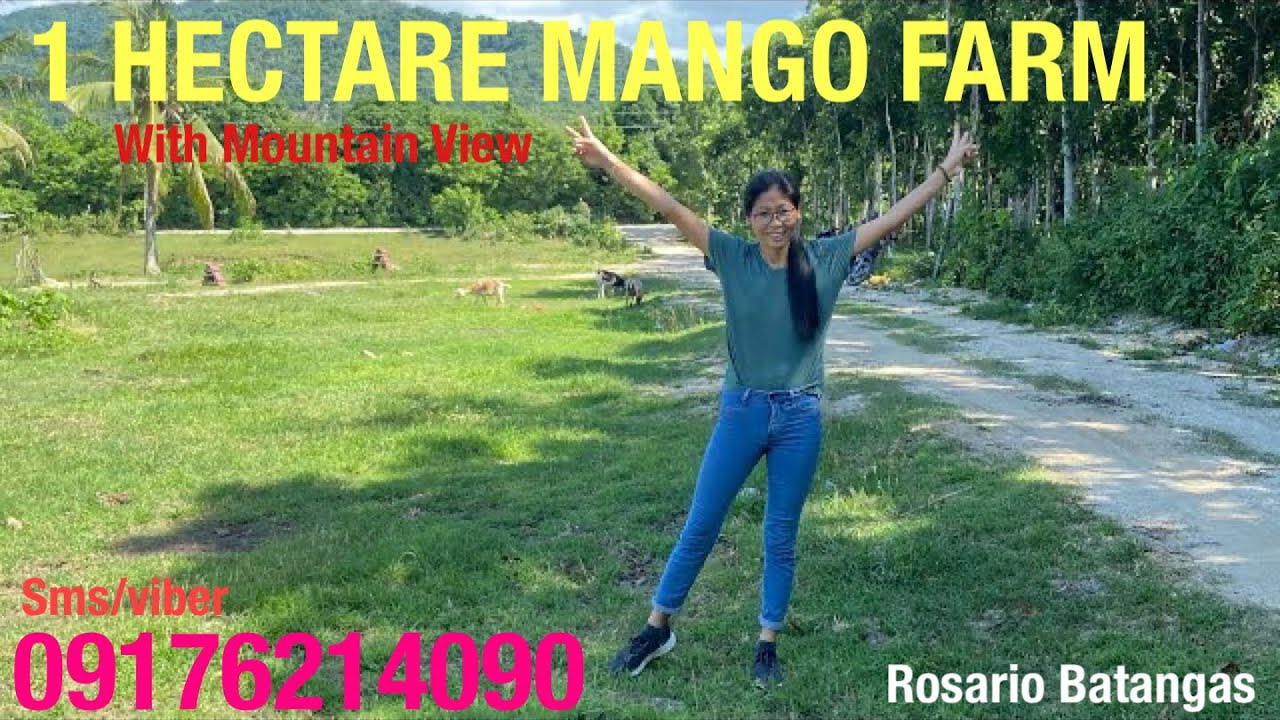Vlog477: 1 HECTARE MANGO FARM WITH MOUNTAIN VIEW FOR SALE IN ROSARIO ...