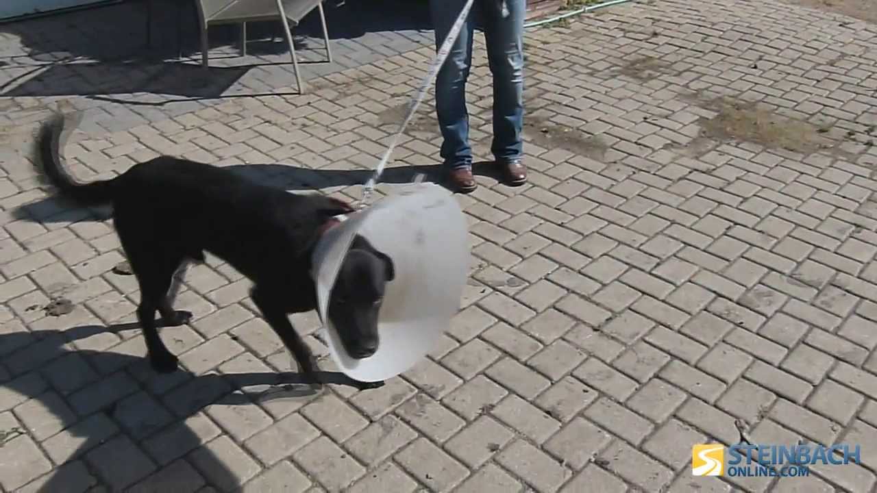 Unwanted Animals a Problem in the South East - YouTube