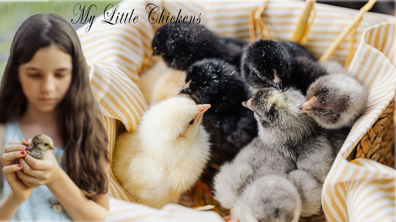 My Little Chickens Chicks Just Born Collection, Tiny Chicks , Murghi ...