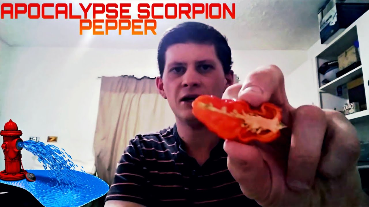 APOCALYPSE SCORPION PEPPER * REFINING FIRE CHILIES REVIEW - YouTube