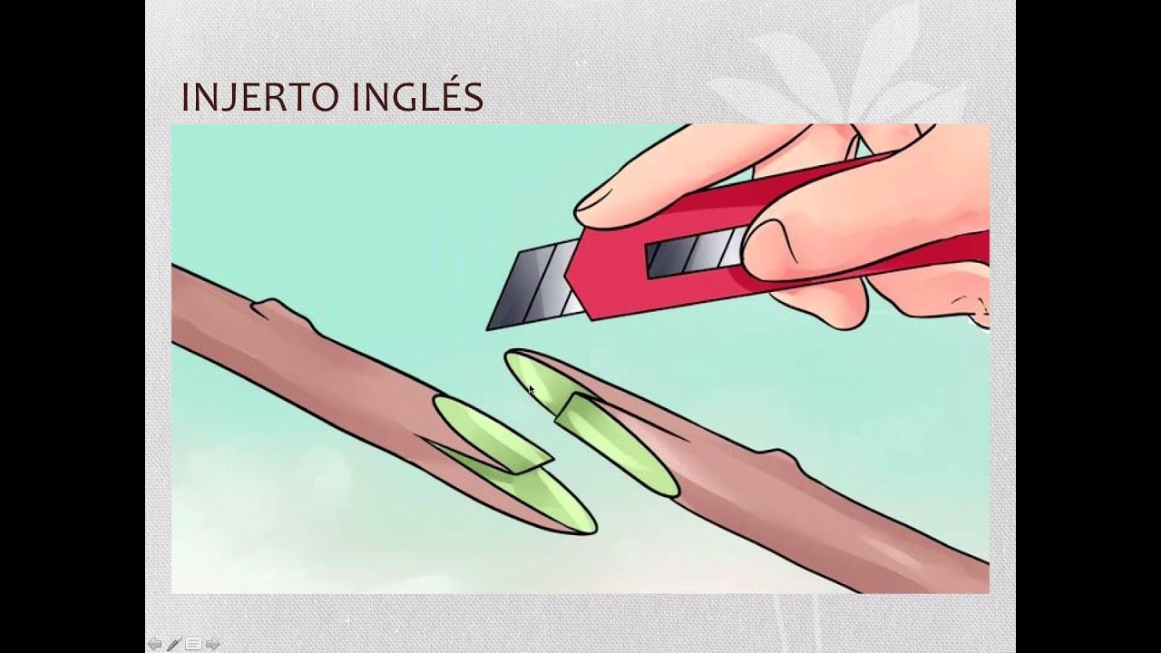 Los tipos de injerto que se hacen en la huerta - YouTube