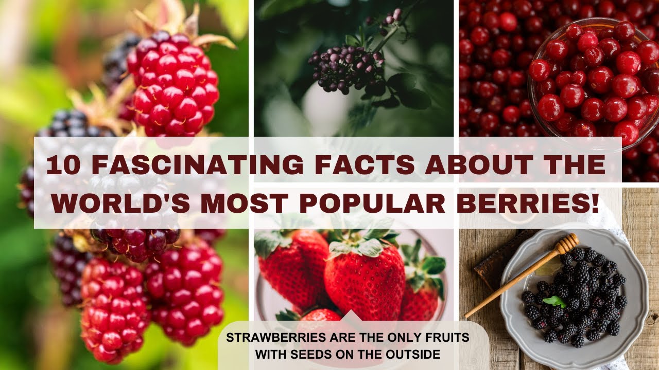 10 Surprising Facts About the Most Popular Berries in the World ...