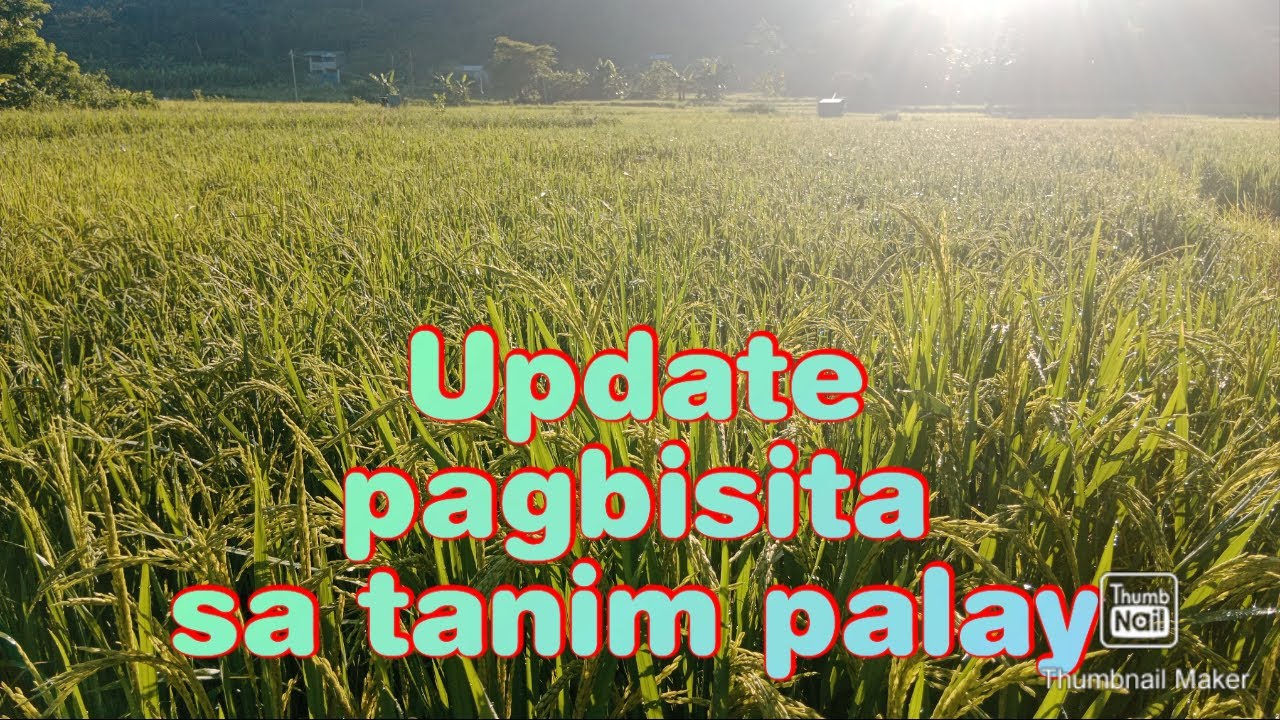 Update pagbisita sa tanim palay #youtuberchannel #pagbisita #tanimpalay ...
