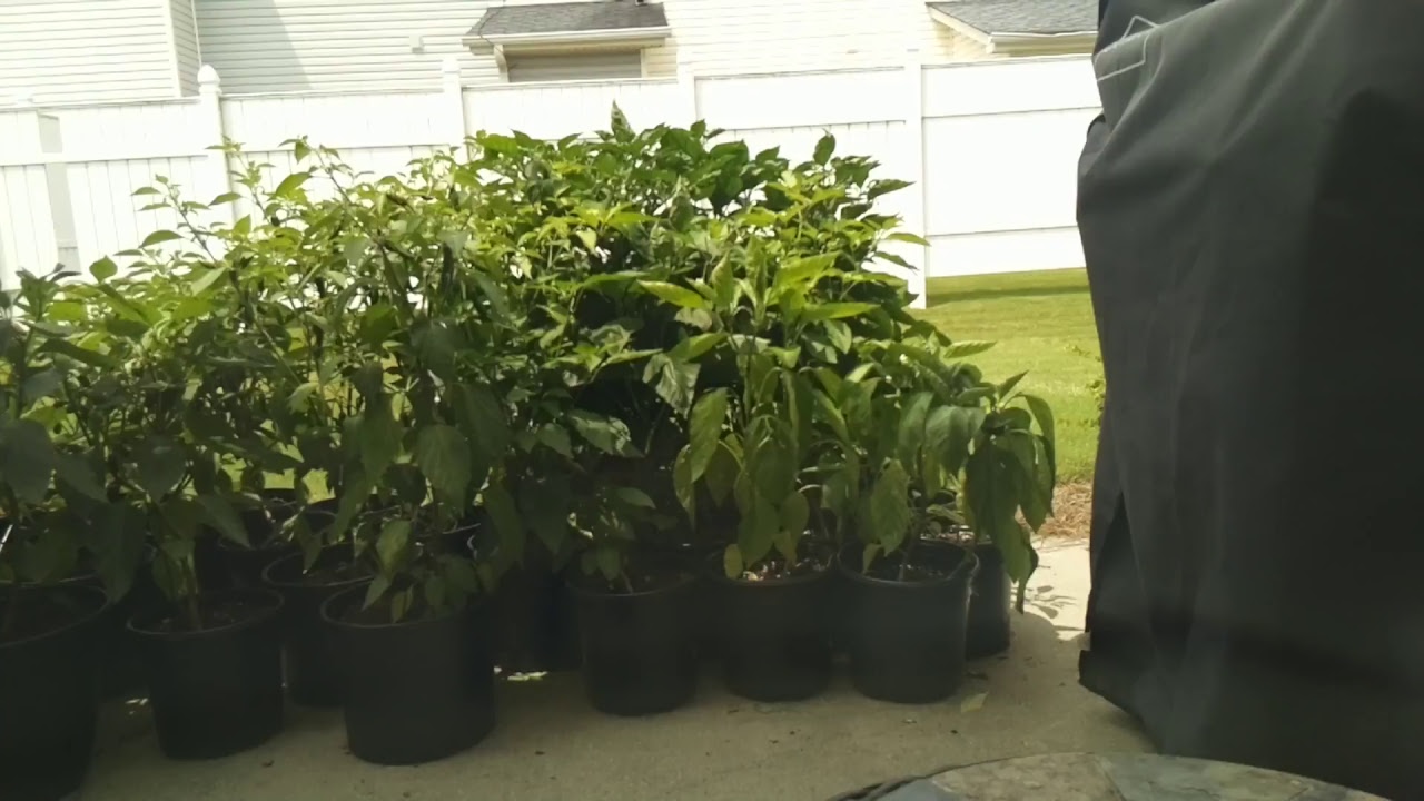 Doug's Pepper Cam - YouTube